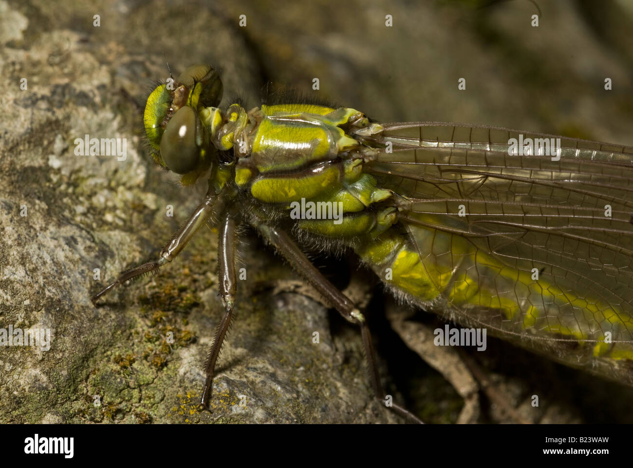 Italy bugs insect insects bug invertebrated artropods artropod ...