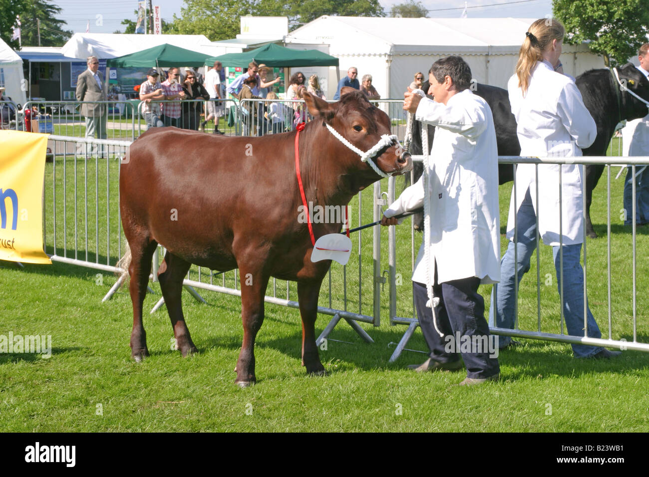 Prize cow hi-res stock photography and images - Alamy