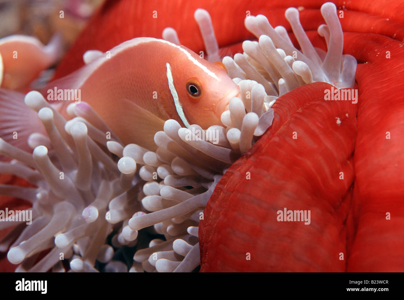 Pink Anemonefish Amphiprion perideraion on "Great Barrier Reef" Coral ...