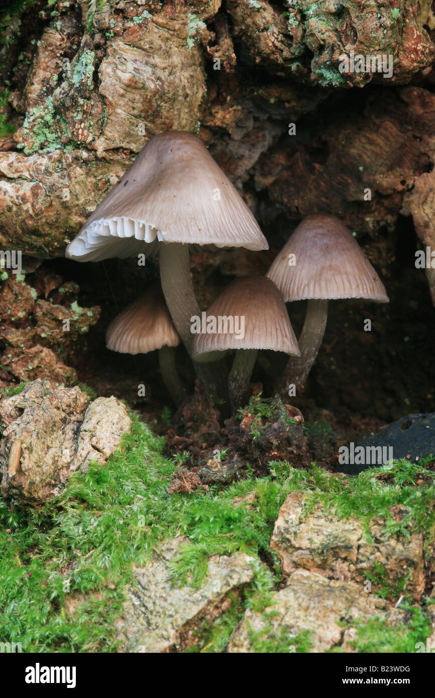 Mushroom Clump in Mossy Tree Hollow. (Entoloma or Inocybe Stock Photo ...