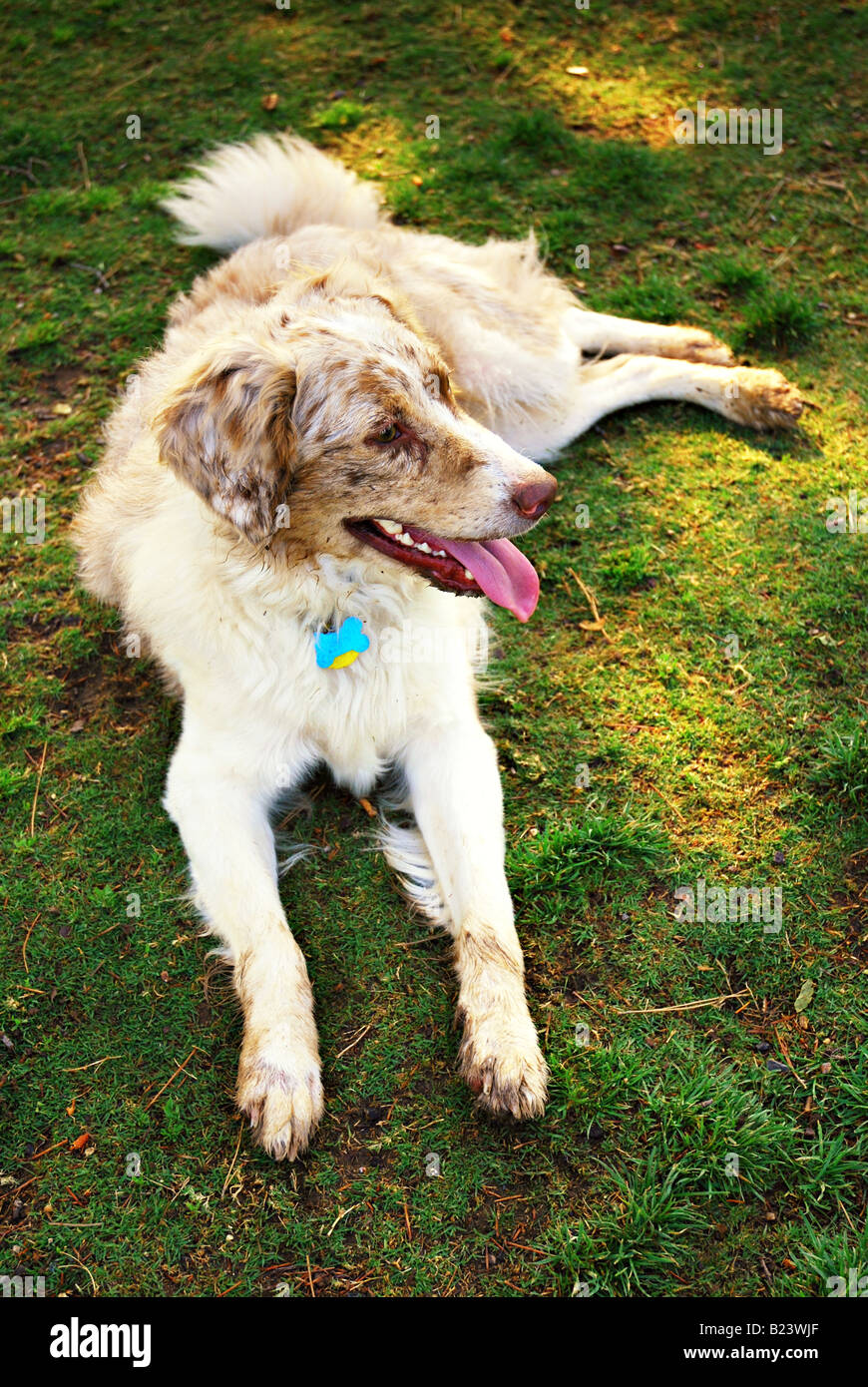 Border collie resting on the shady grass at a dog park Stock Photo - Alamy