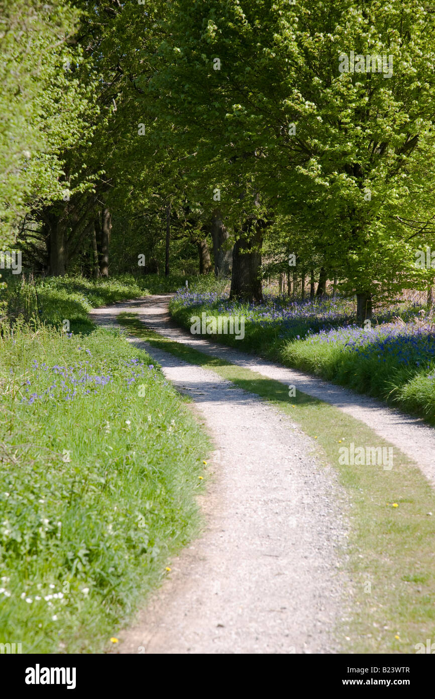 A country track cuts through woodland in spring, West Sussex, England ...