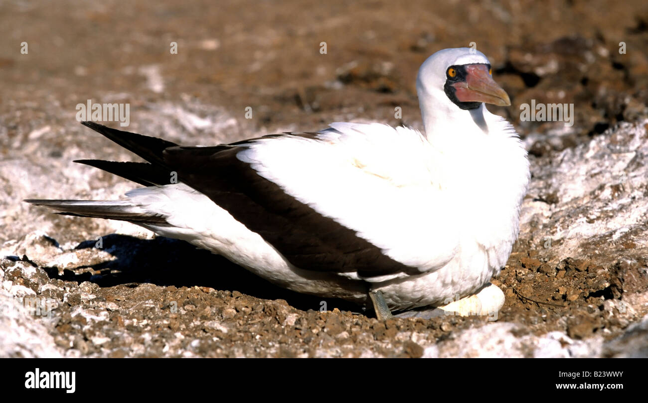 A masked booby Sula dactylatra sits on a egg Stock Photo - Alamy