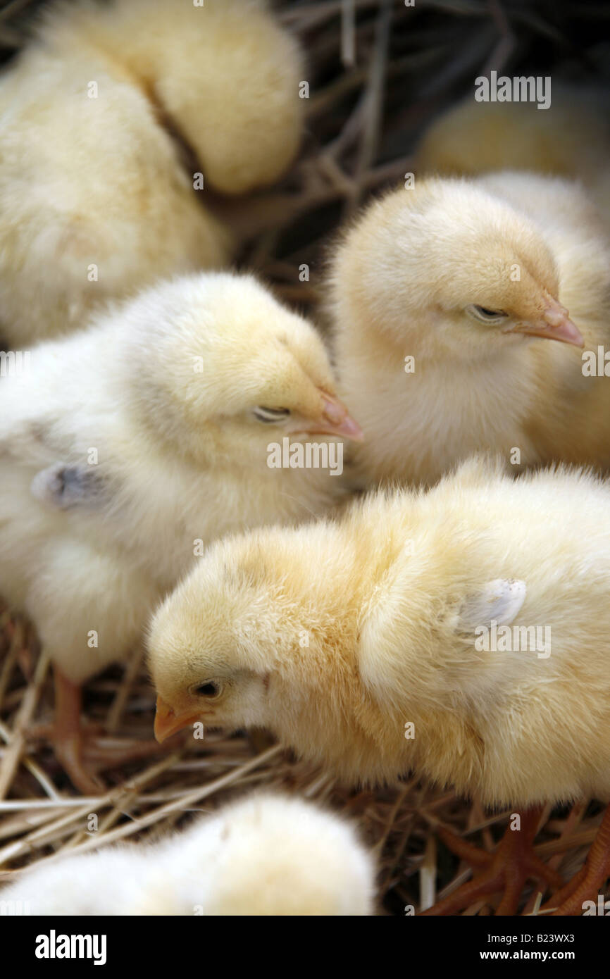 many small hen chicks on straw bed in farm yard Stock Photo - Alamy