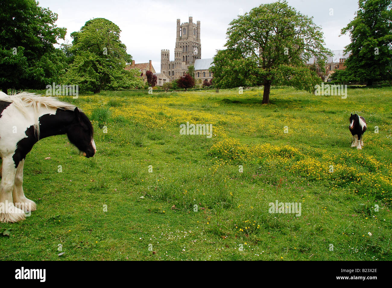 Ely Cathedral & meadow in Cambridge England UK Stock Photo - Alamy