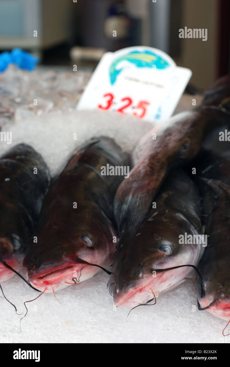 Fresh catfish on ice for sale at a fish market Stock Photo - Alamy