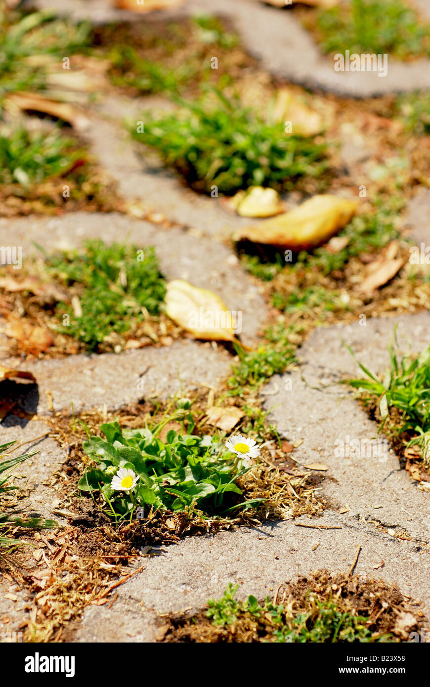 Turf stone used to pave a residential driveway Stock Photo - Alamy