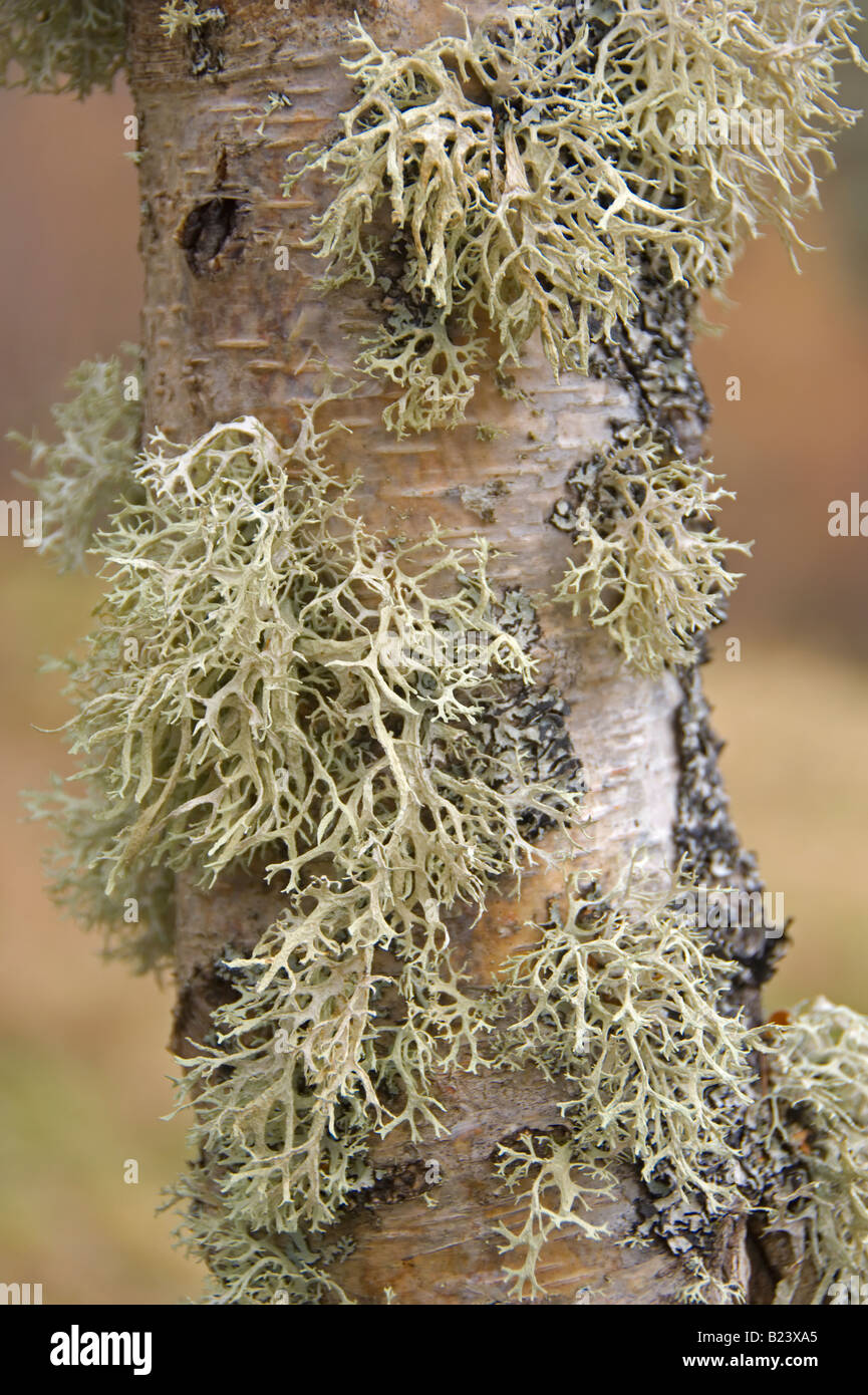 Lichen on Birch tree Loch Tummel Pitlochry Perthshire Scotland March ...