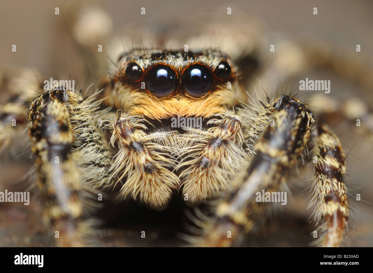 Jumping spider. Extreme close up of a female jumping spider. Marpissa ...