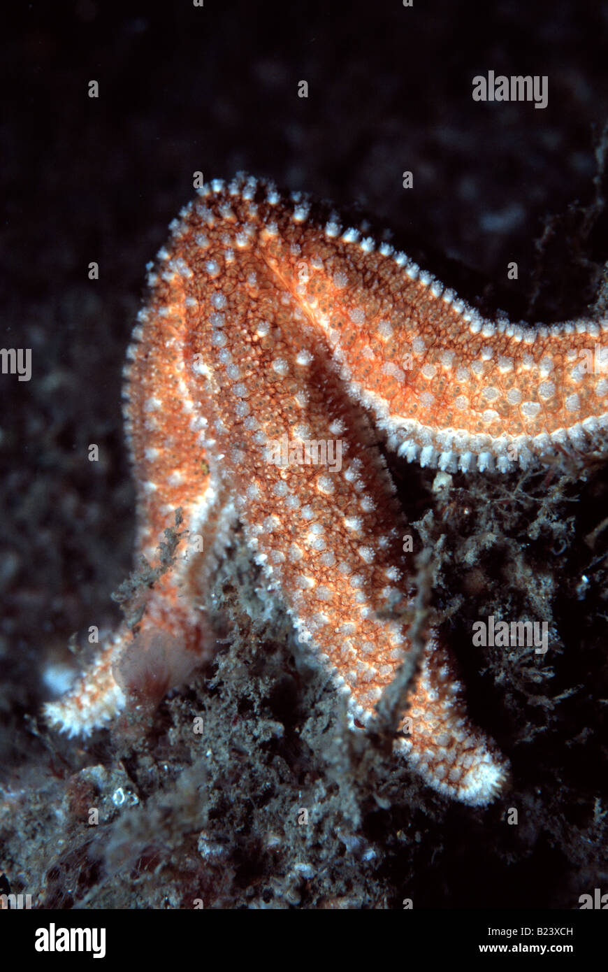 Common starfish Asterias rubens in English channel England Stock Photo ...