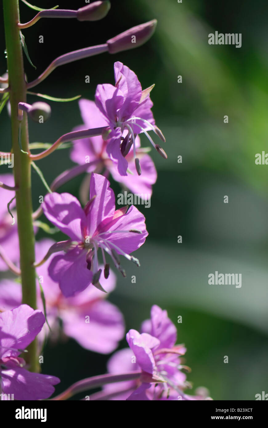 fireweed blooming sally rosebay willow herb great willow herb Epilobium ...