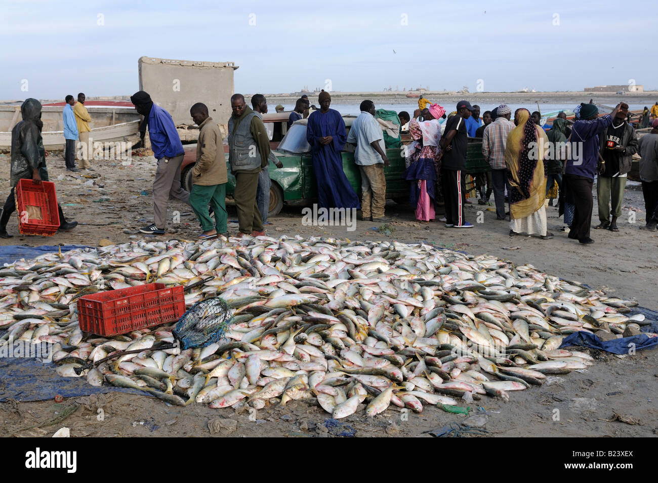 Fishes lying on the street fish market of Nouadhibou Western Africa ...