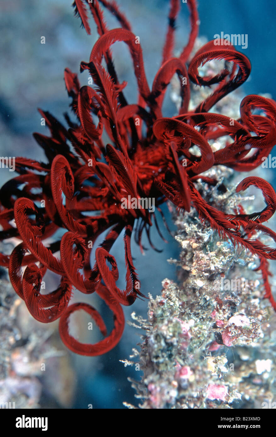 Fetherstar hi-res stock photography and images - Alamy