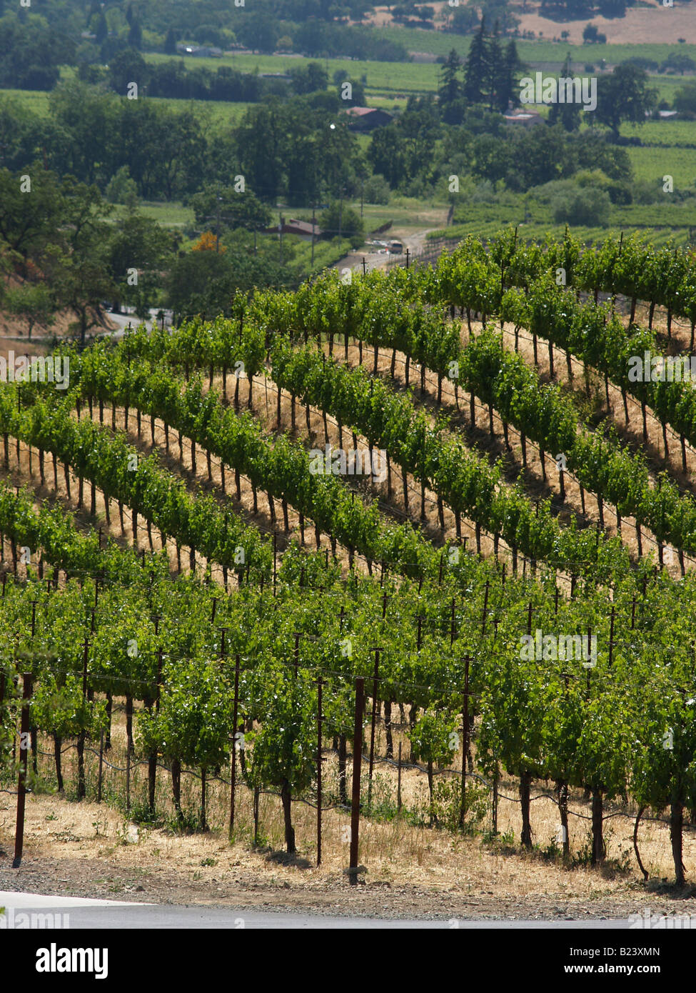 Rows rolling lush green vines hi-res stock photography and images - Alamy
