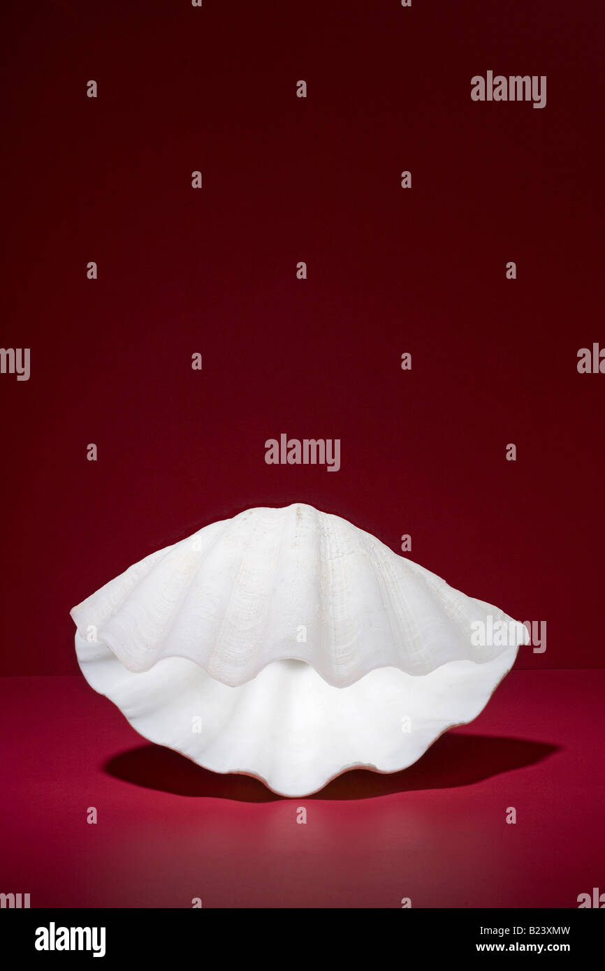 large white clam shell open on dark red background Stock Photo - Alamy