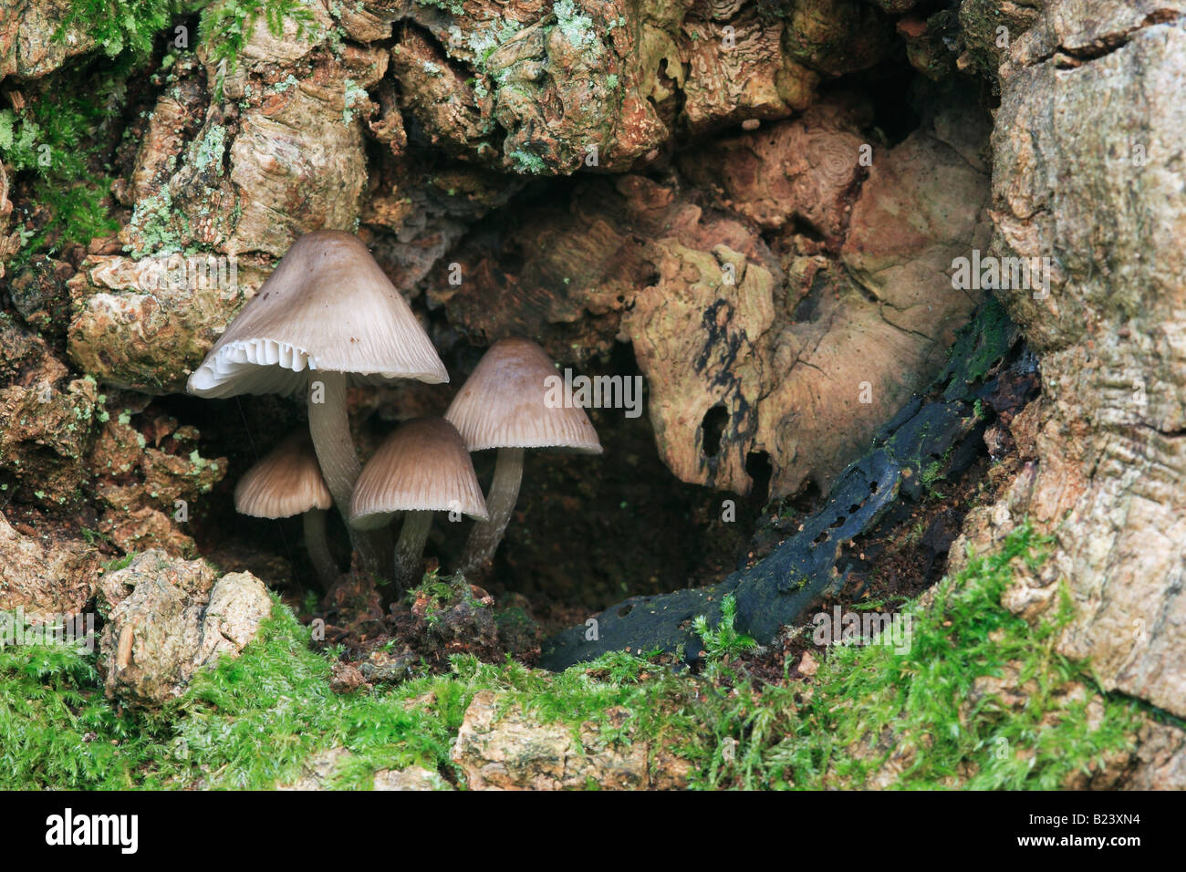 Mushroom Clump in Mossy Tree Hollow. (Entoloma or Inocybe Stock Photo ...