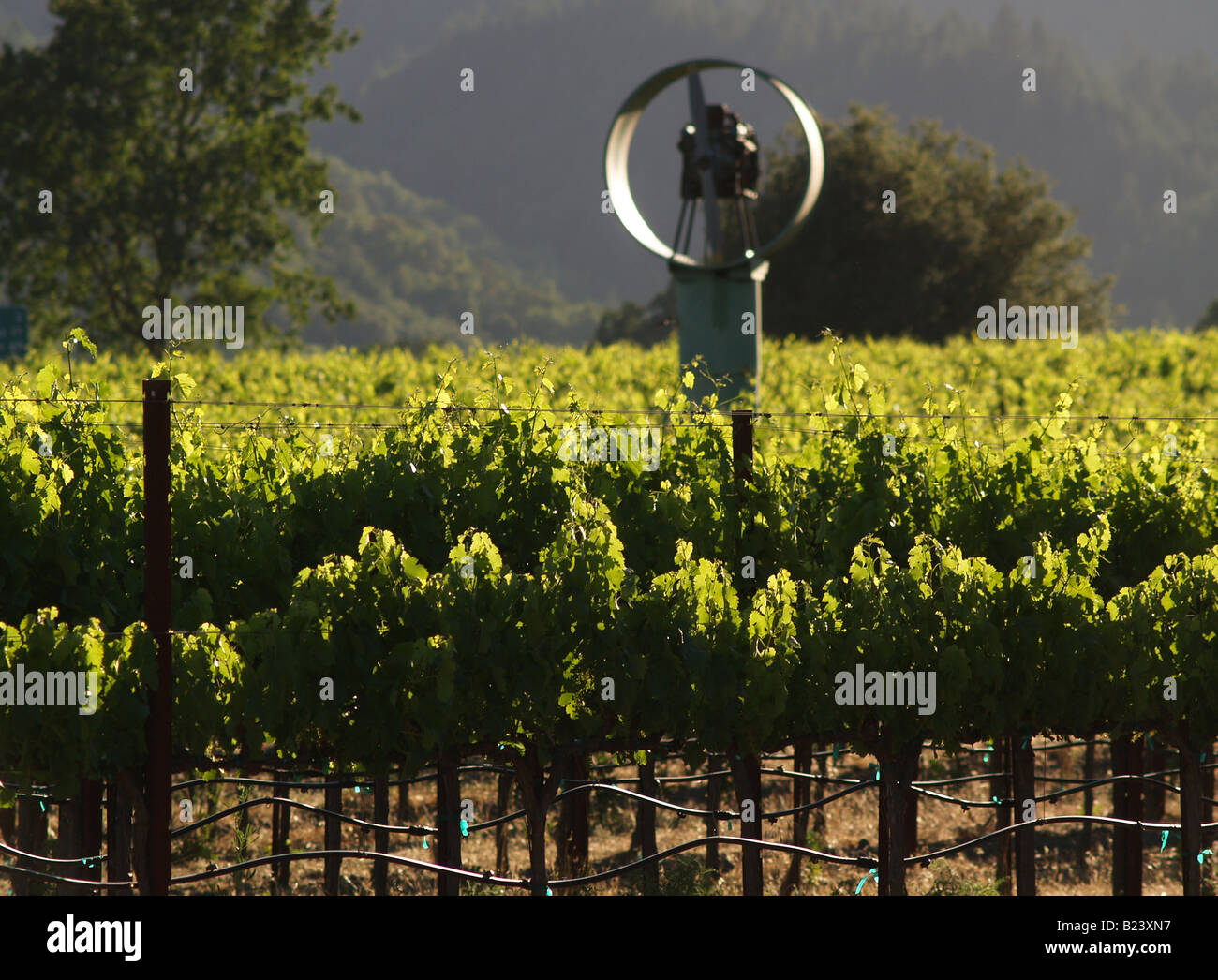 Planting a vineyard hi-res stock photography and images - Alamy