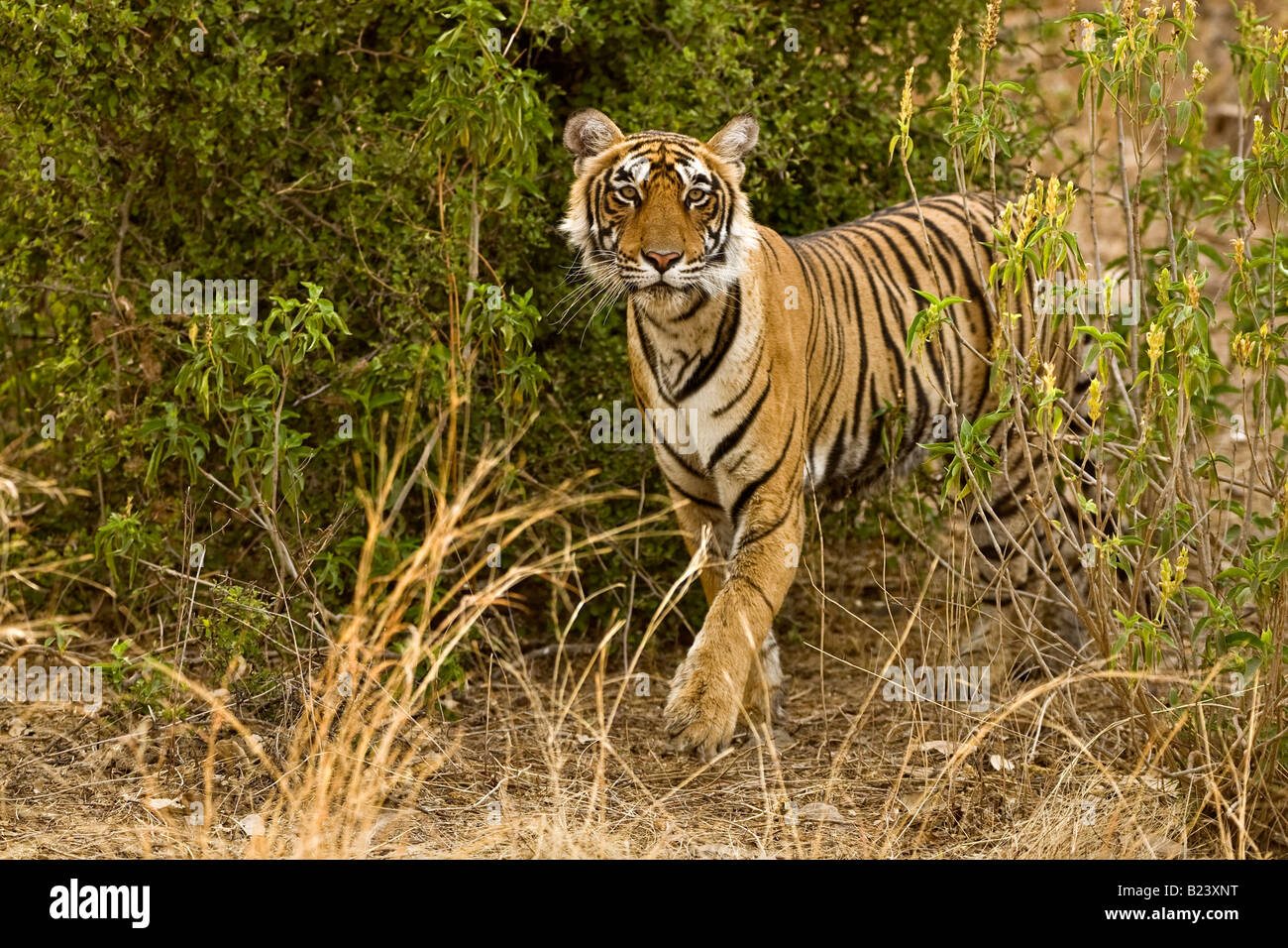 Head shot of an alert wild tiger hi-res stock photography and images ...