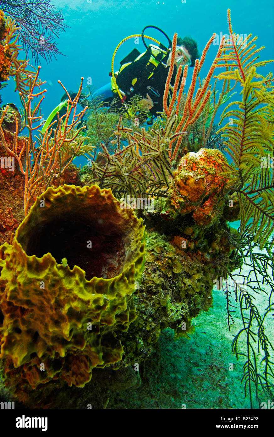 Woman scuba diver looking at barrel sponge and soft corals Grand Bahama ...