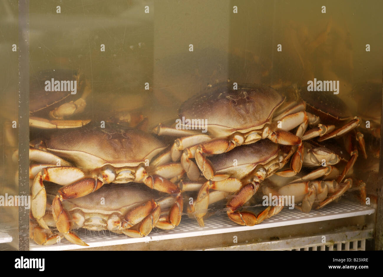 Fresh live crab in water tank at fish market Stock Photo - Alamy