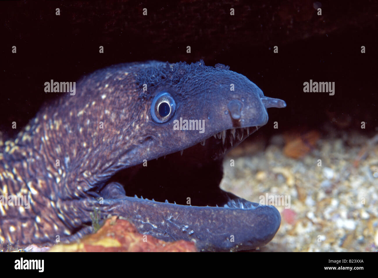 Mediterranean moray eel Muraena helena Stock Photo - Alamy
