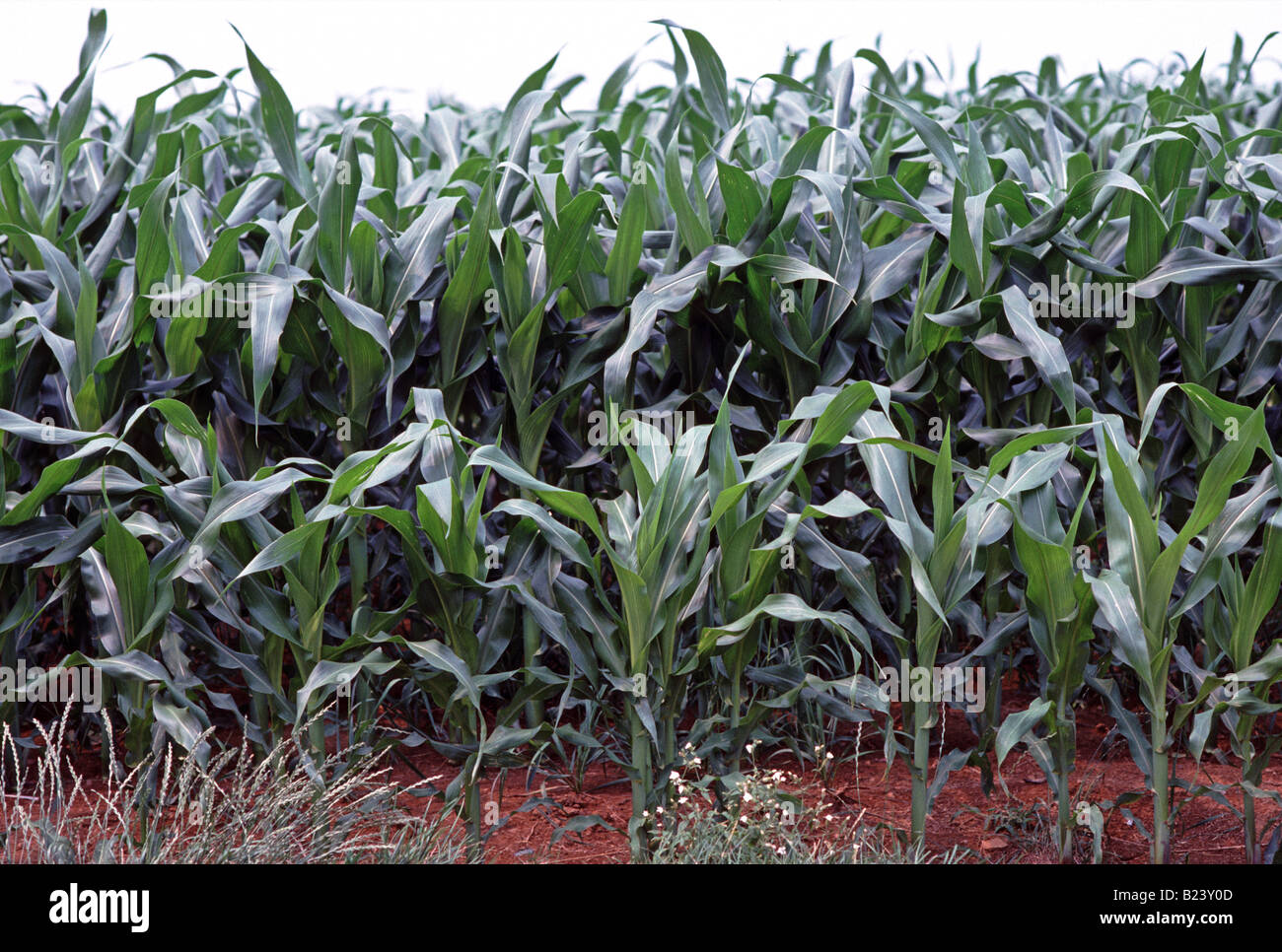 American corn field hi-res stock photography and images - Alamy
