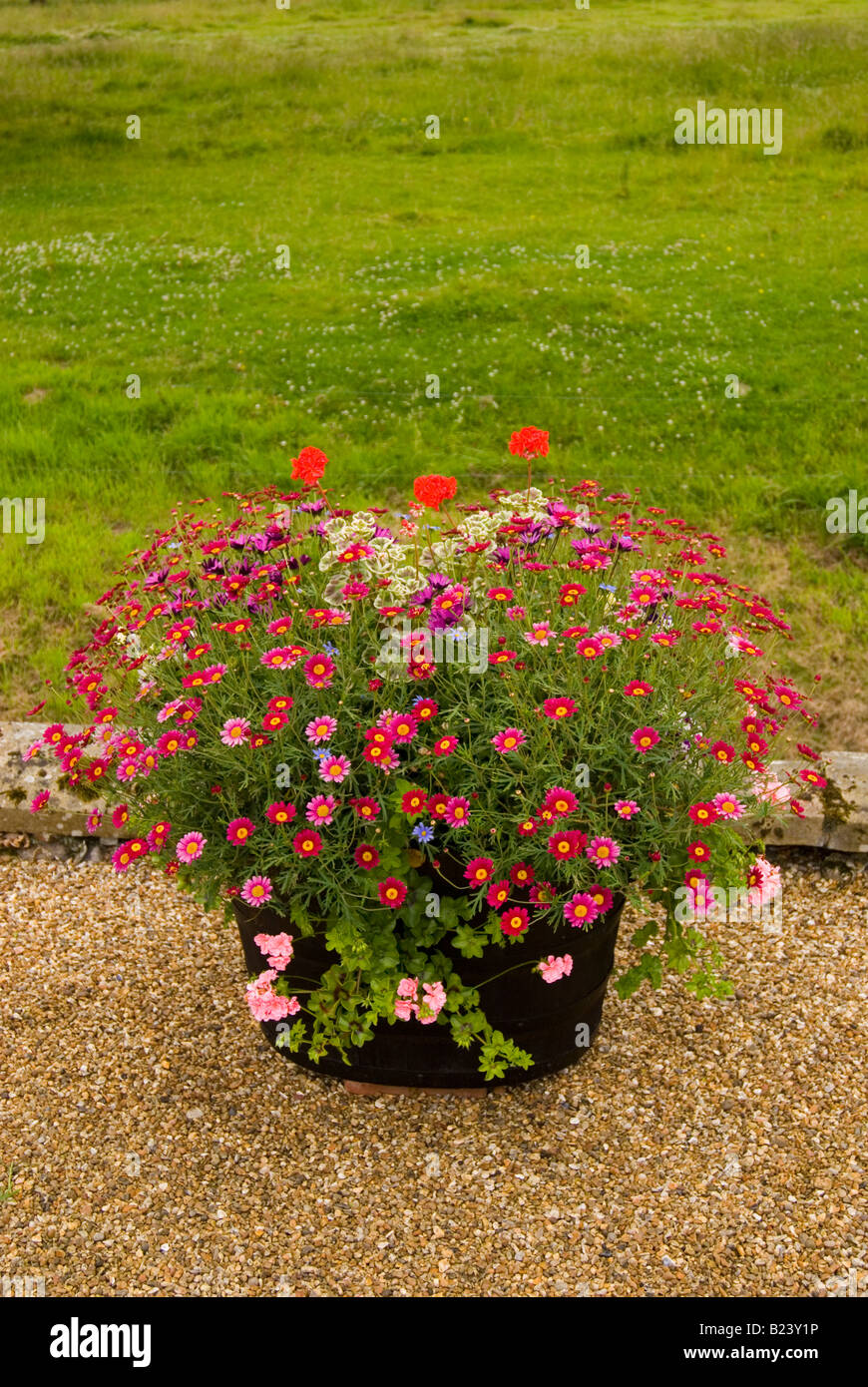 Upright colourful plant hi-res stock photography and images - Alamy