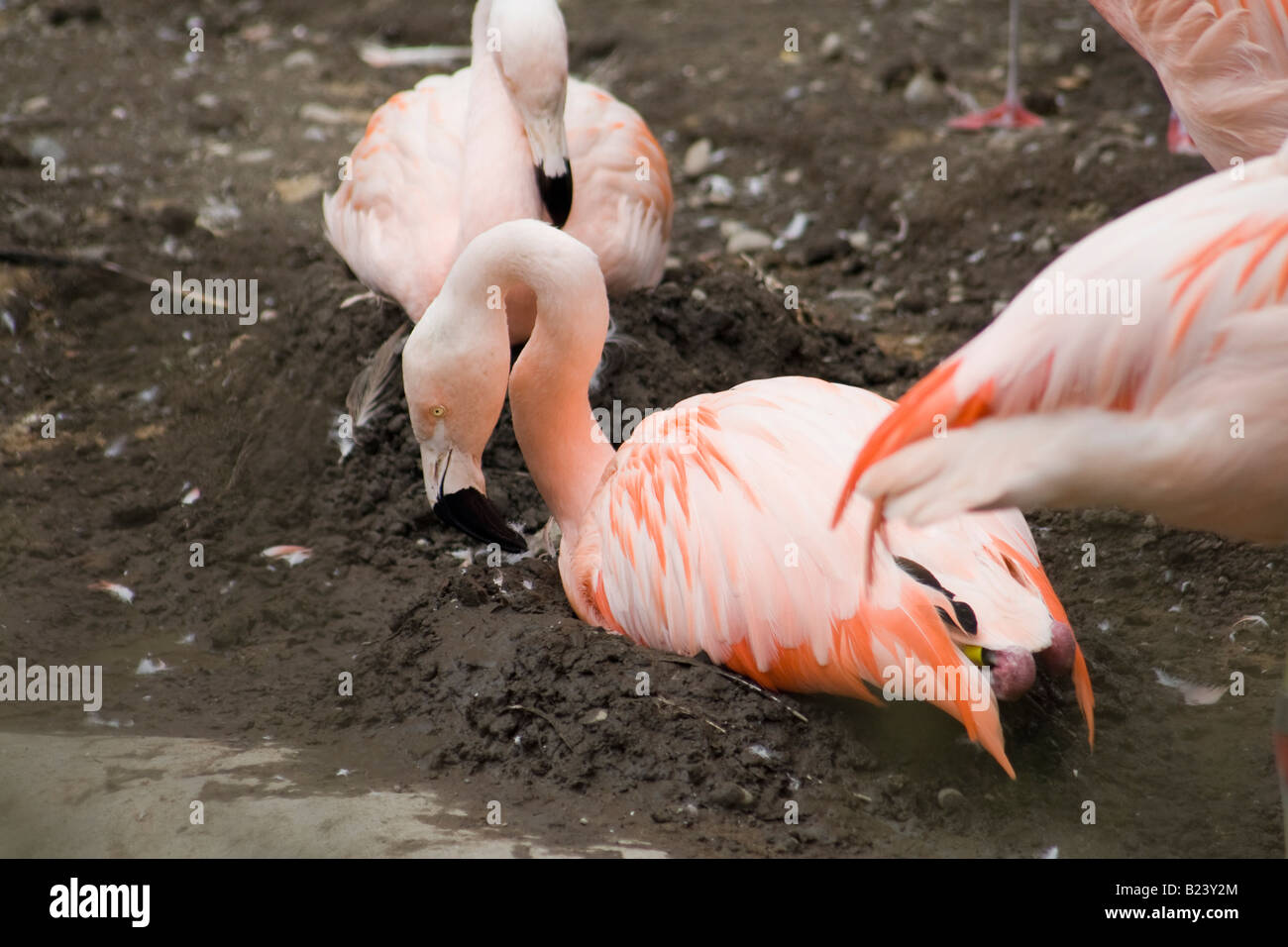 Flamingo nest hi-res stock photography and images - Alamy