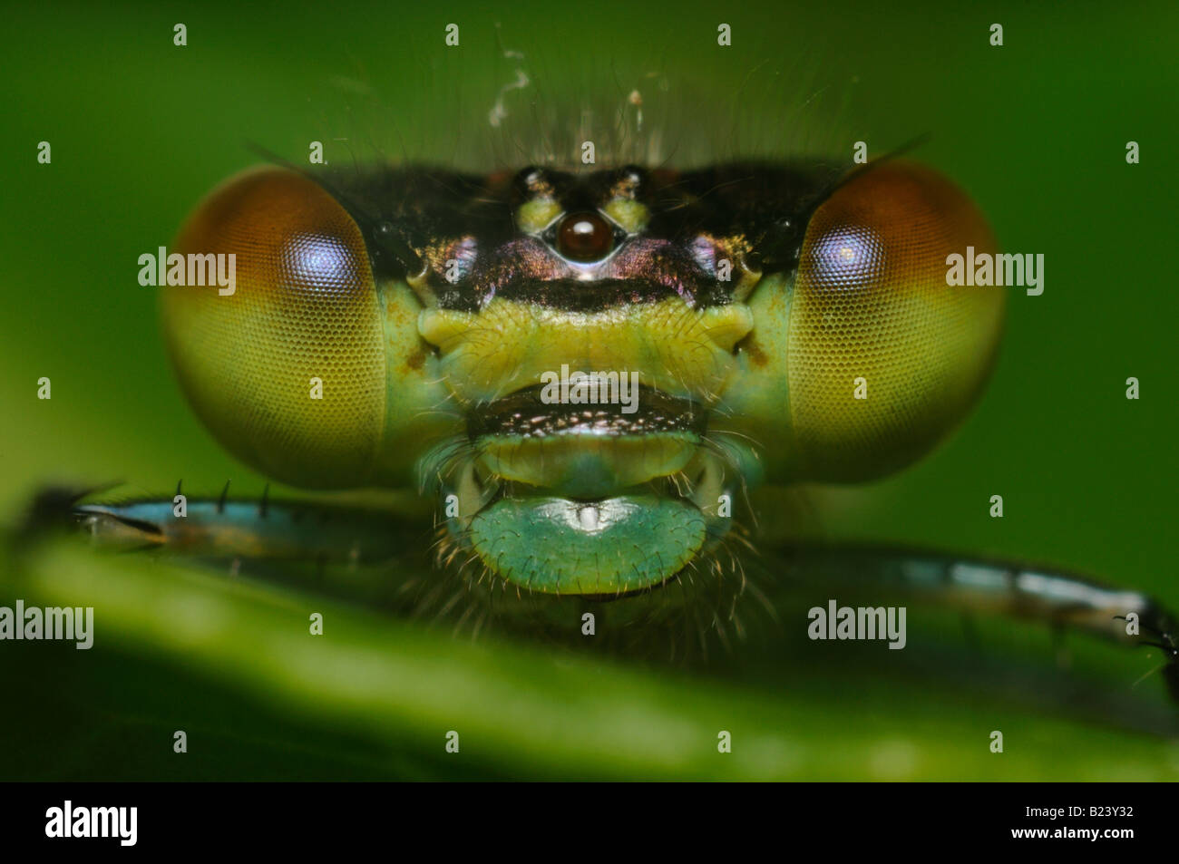 Damselfly extreme close up of damselfly magnification ratio is hi-res ...