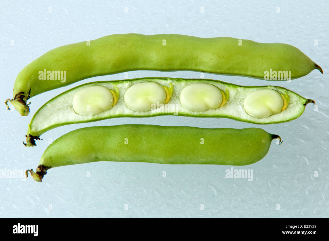 Organic Vegetables - Broad Beans in the pod - Studio Stock Photo - Alamy