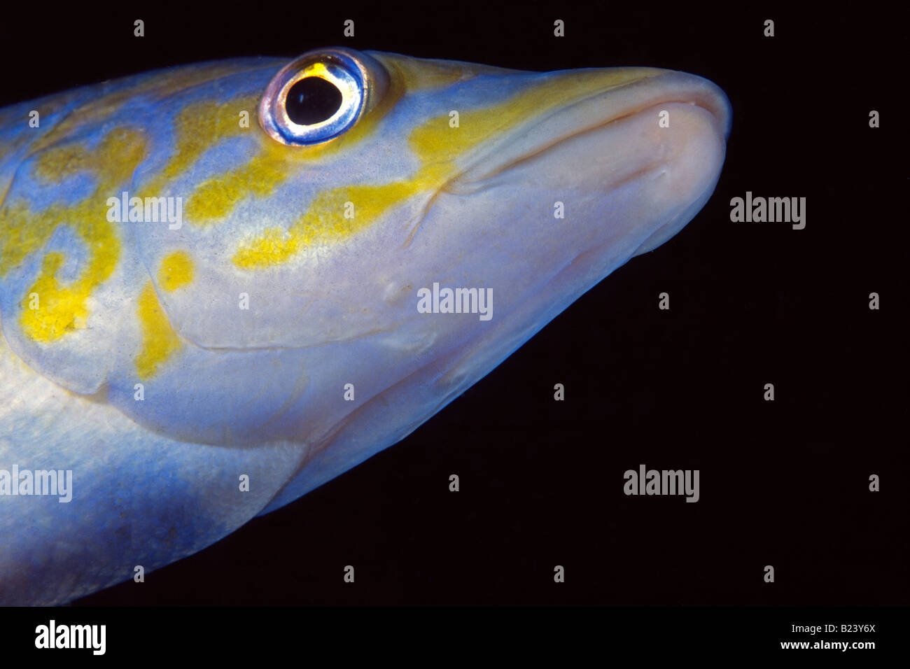 Sea marine cuckoo wrasse uk hi-res stock photography and images - Alamy