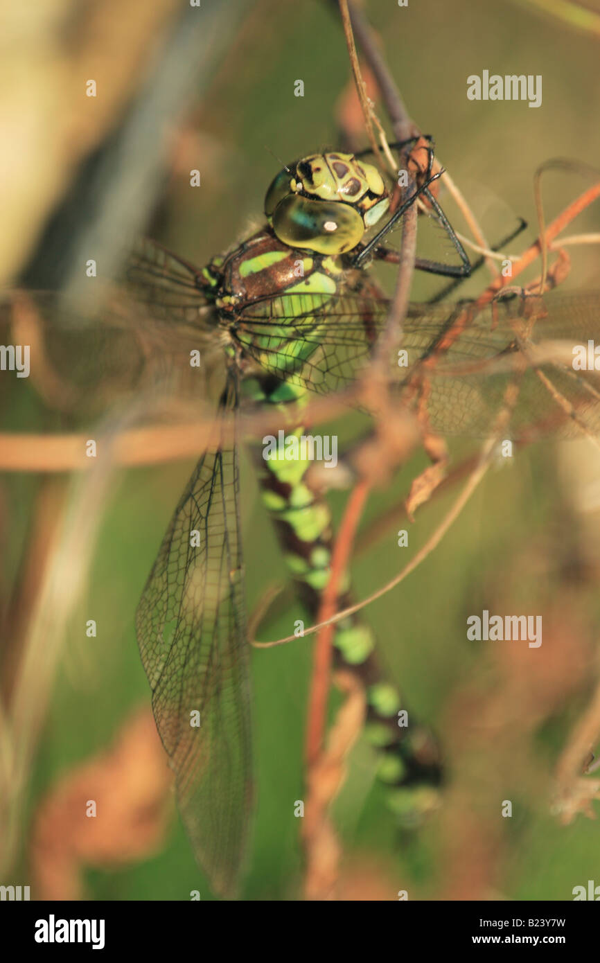 British Dragonfly Common Hawker High Resolution Stock Photography and ...