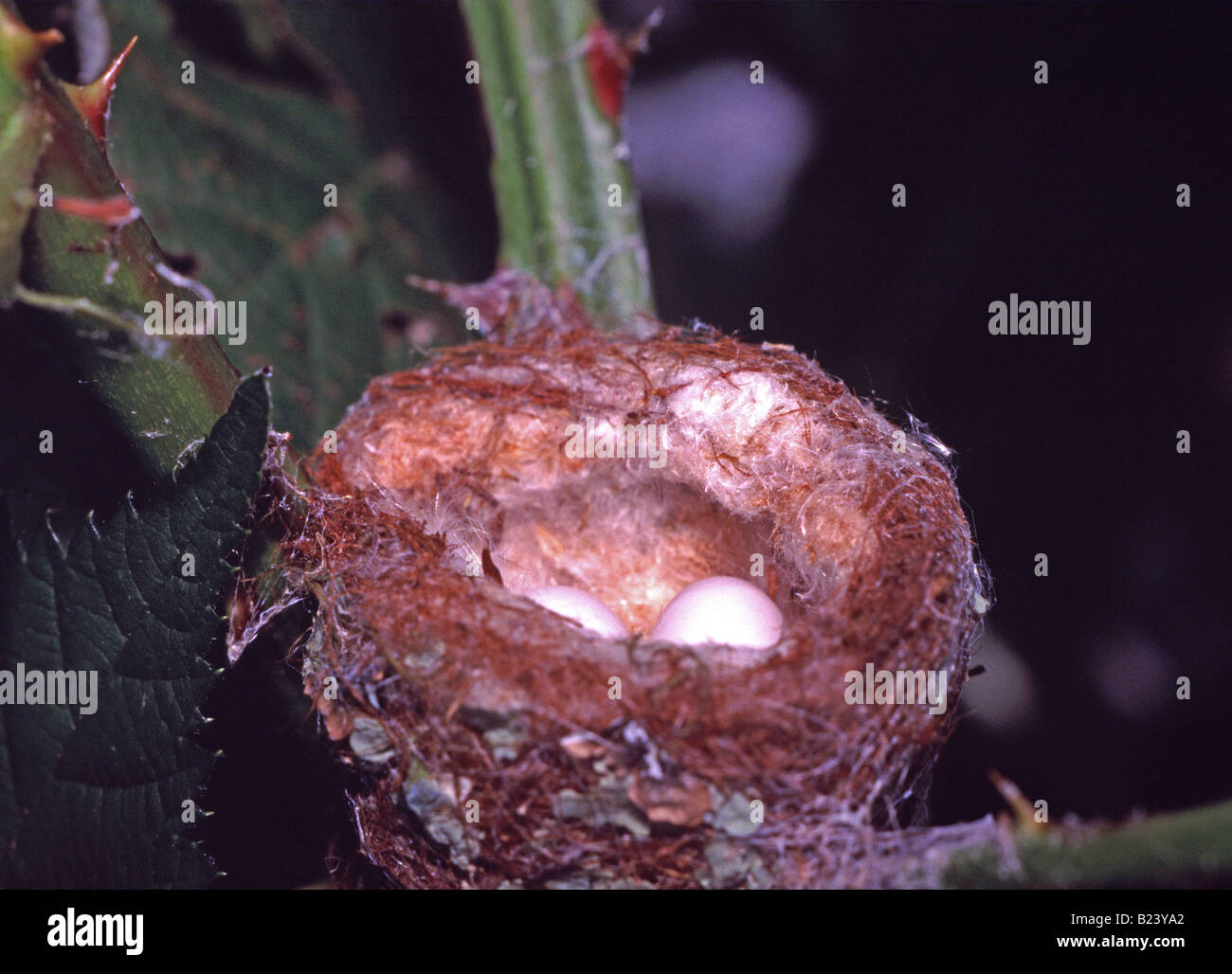 Hummingbird eggs hi-res stock photography and images - Alamy