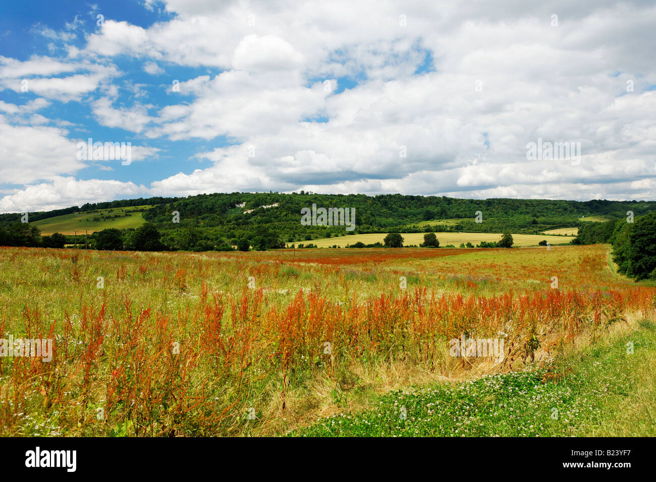 Landscapes field fields views scenery sevenoaks kent hi-res stock ...