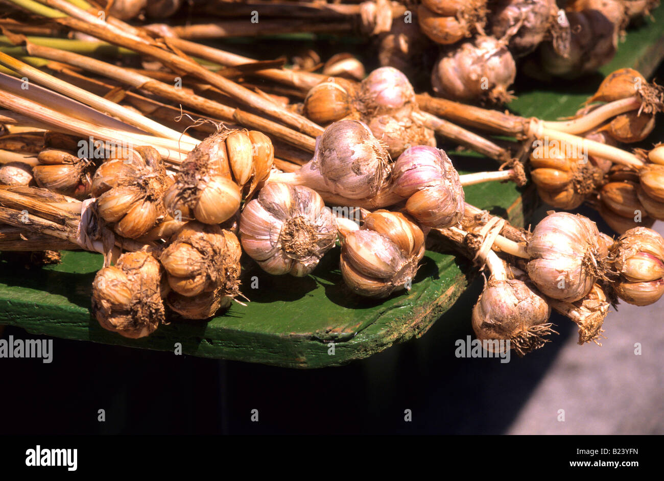 Italian garlic still life Stock Photo - Alamy