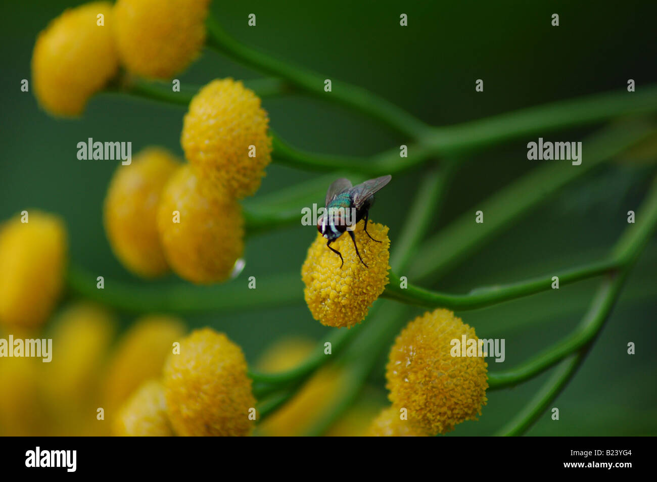Fly flower yellow plant Stock Photo - Alamy
