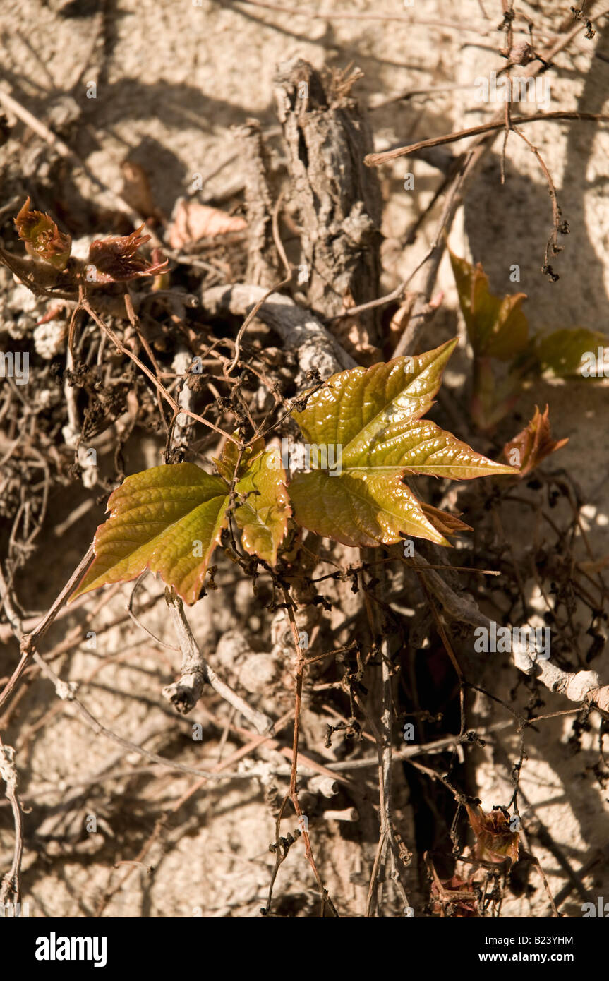 Spring Vine Leaves Stock Photo - Alamy