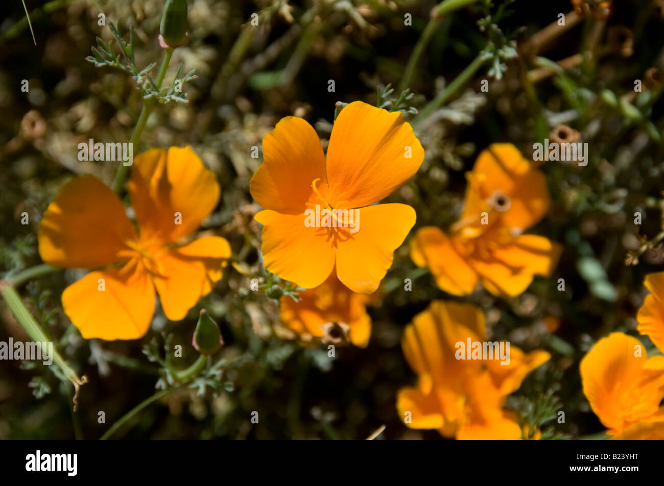 Group of orange poppies Stock Photo - Alamy