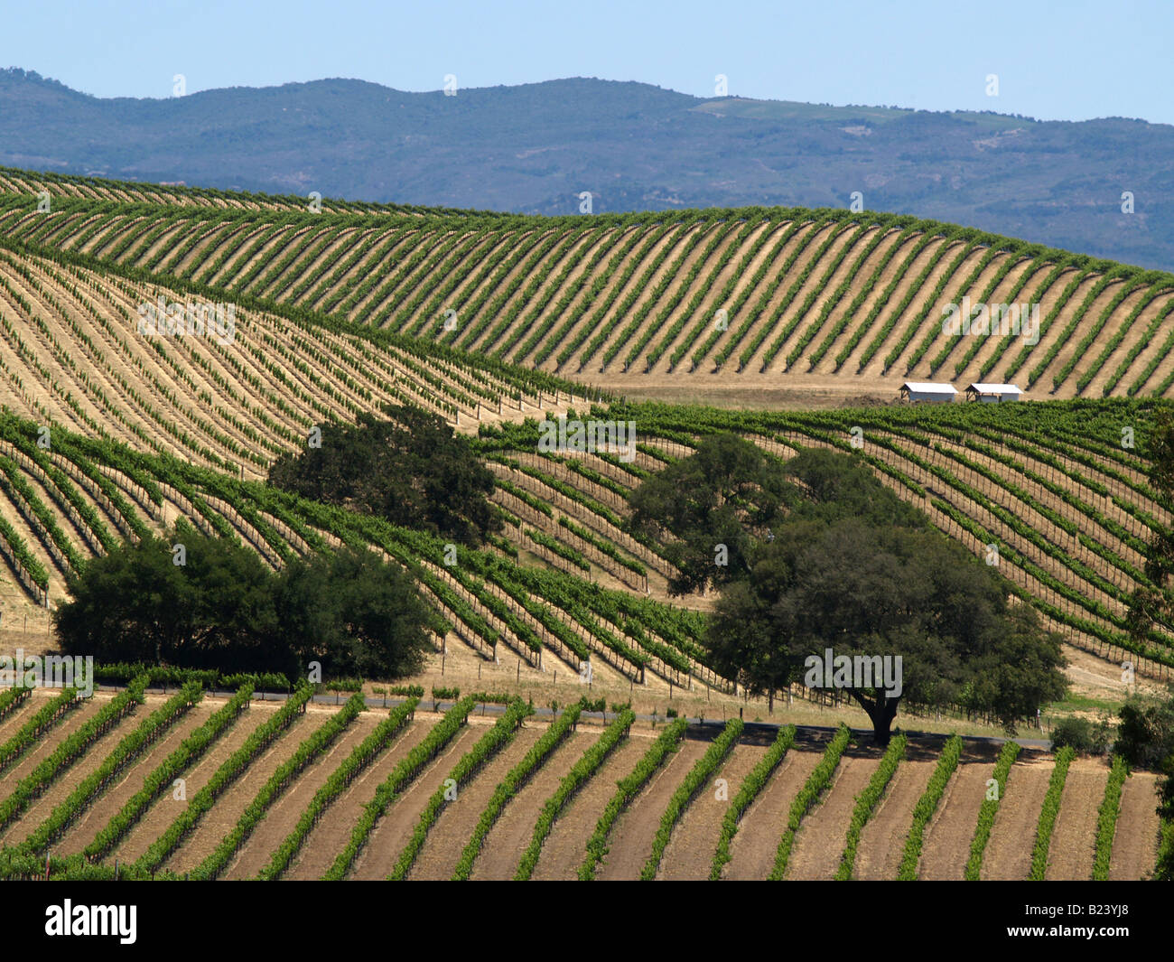 Rows rolling lush green vines hi-res stock photography and images - Alamy