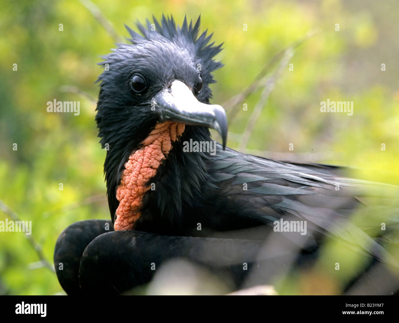 Favio the great frigatebird fregata minor has a startled look Stock ...