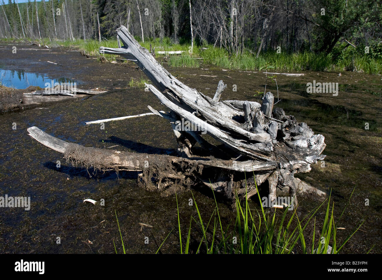 Swamp wood hi-res stock photography and images - Alamy