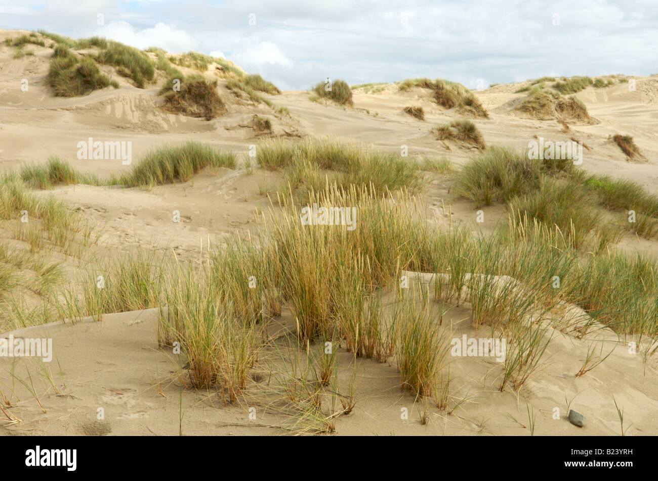 Sand dunes at Shell Island North Wales Stock Photo - Alamy