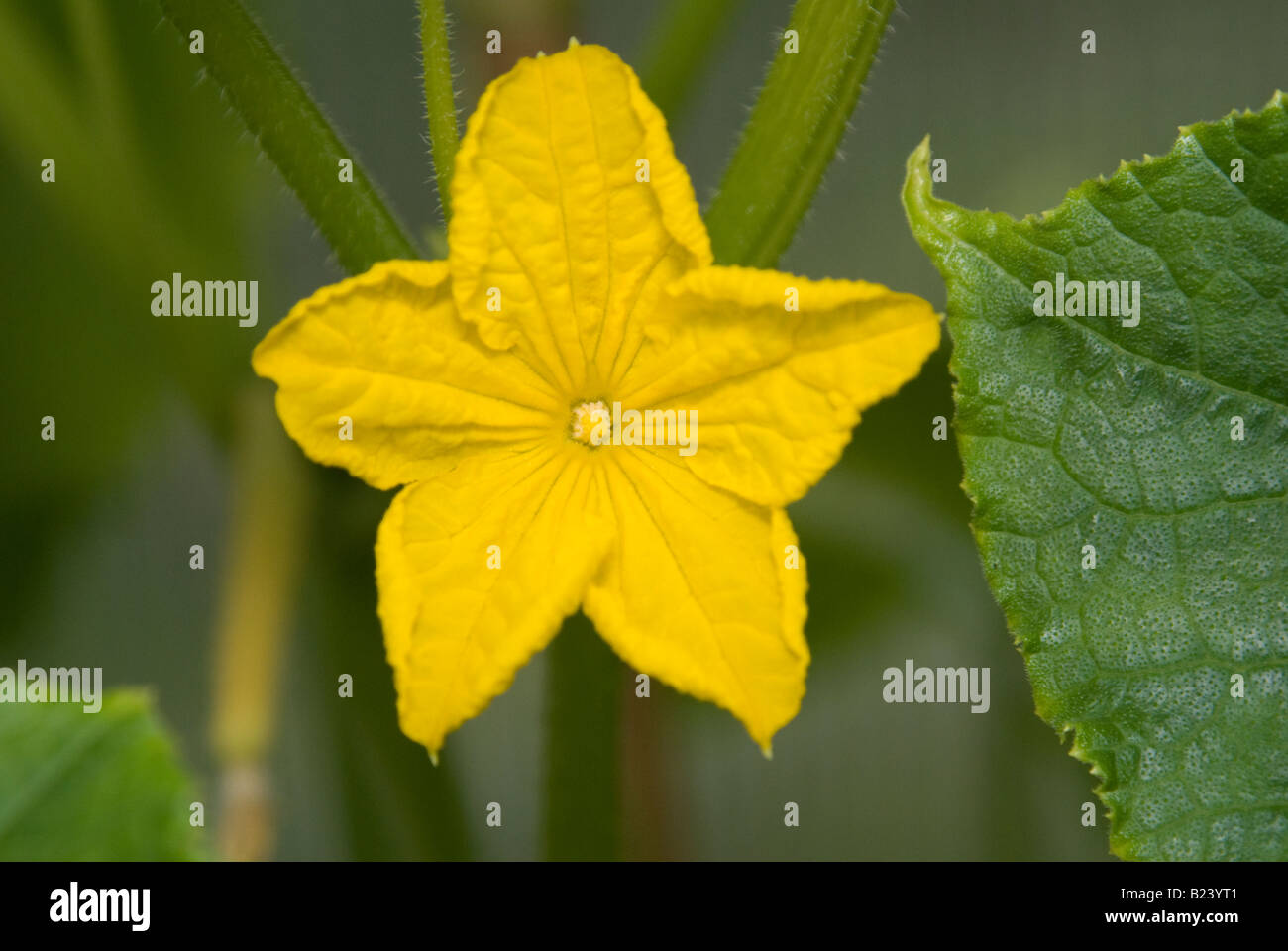 Cucumber plant flower Stock Photo - Alamy