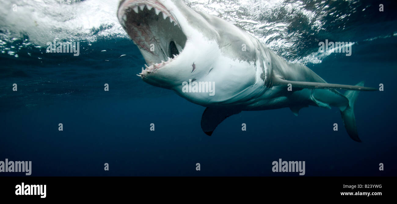 Great white shark, South Africa Stock Photo - Alamy