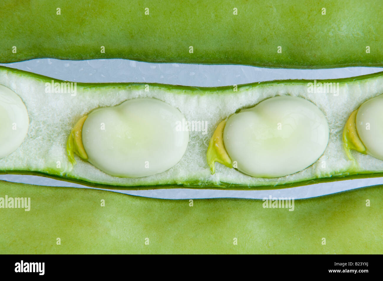 Vegetable broad green pod hi-res stock photography and images - Alamy