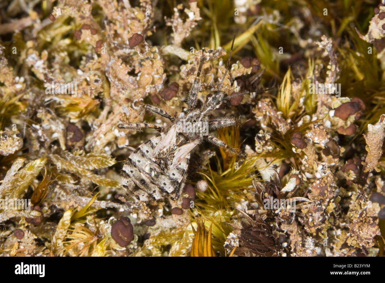 Reduvid hi-res stock photography and images - Alamy