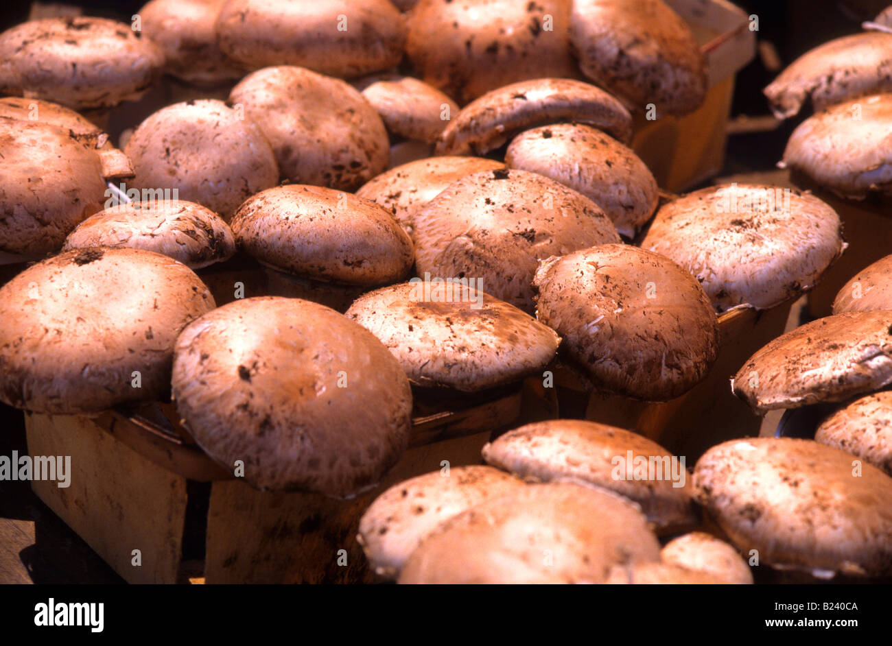 Display of mushrooms outdoor farmers market Stock Photo - Alamy