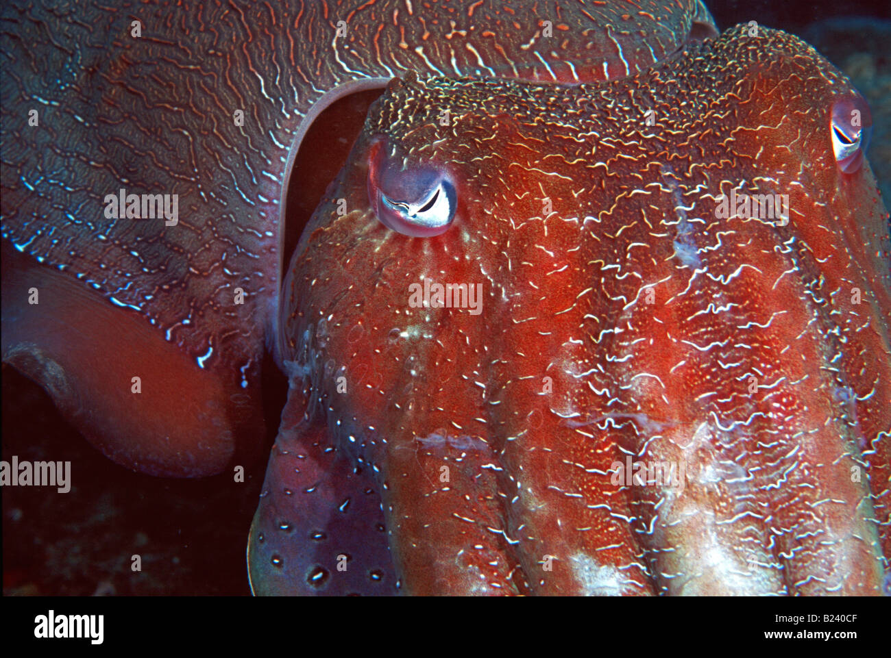 Giant Australian cuttlefish head and eyes New South Wales Stock Photo ...