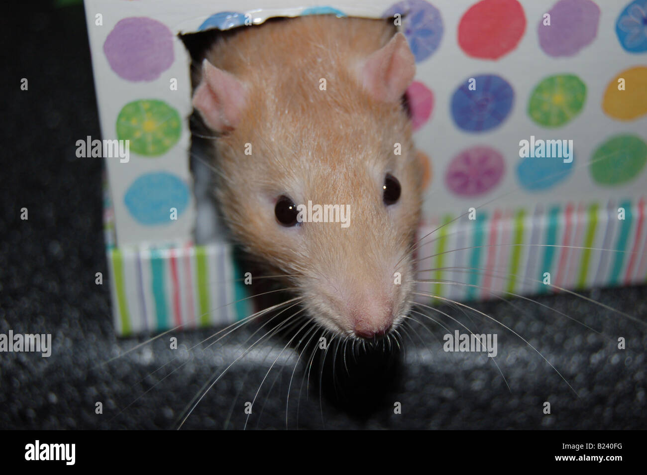 Rat box hi-res stock photography and images - Alamy