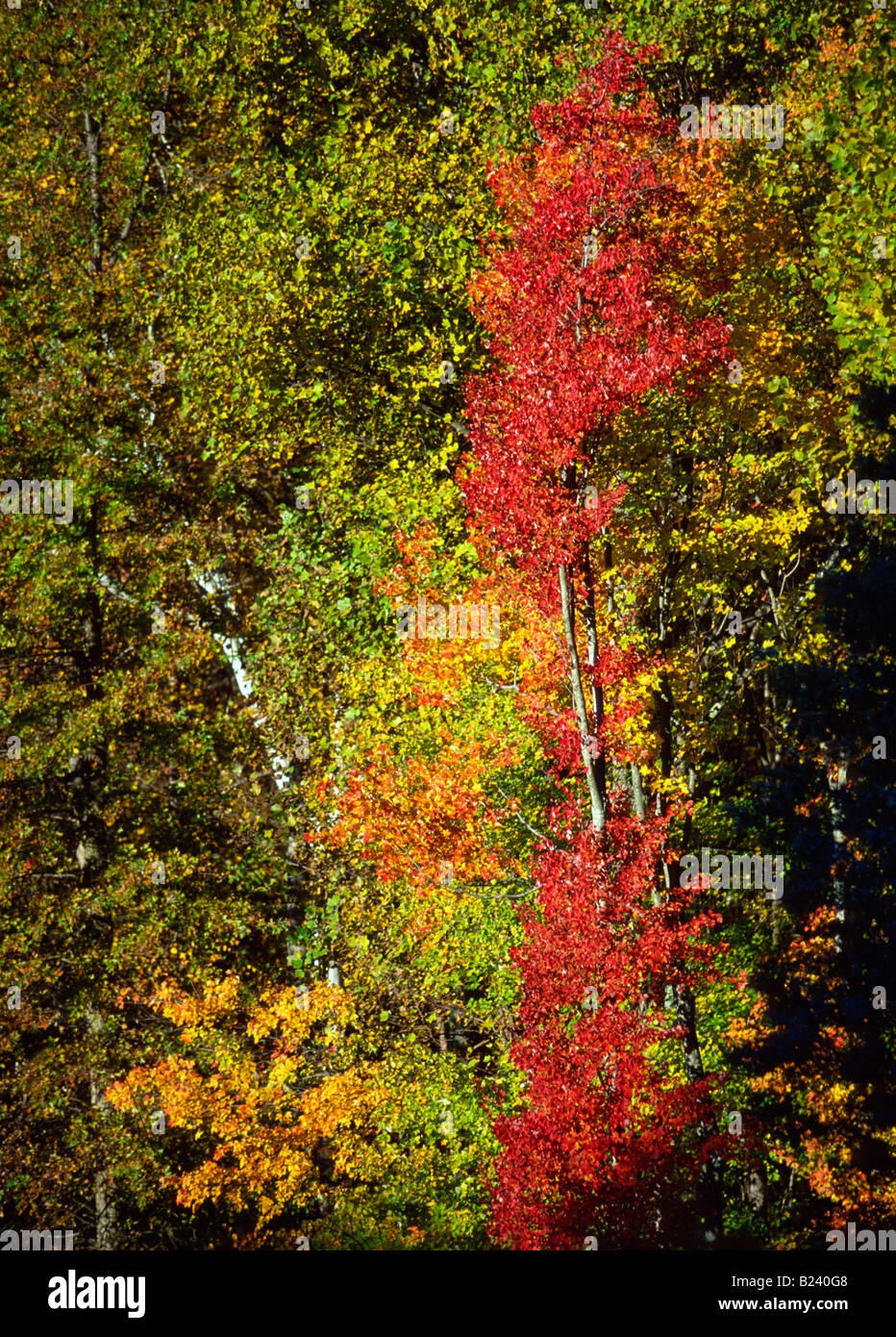 Trees in full fall color Stock Photo - Alamy